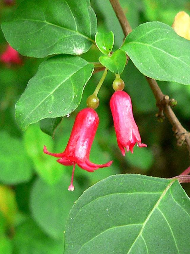 15 Macam-Macam Bunga Hias Gantung, Kenali Karakteristik dan Namanya ...