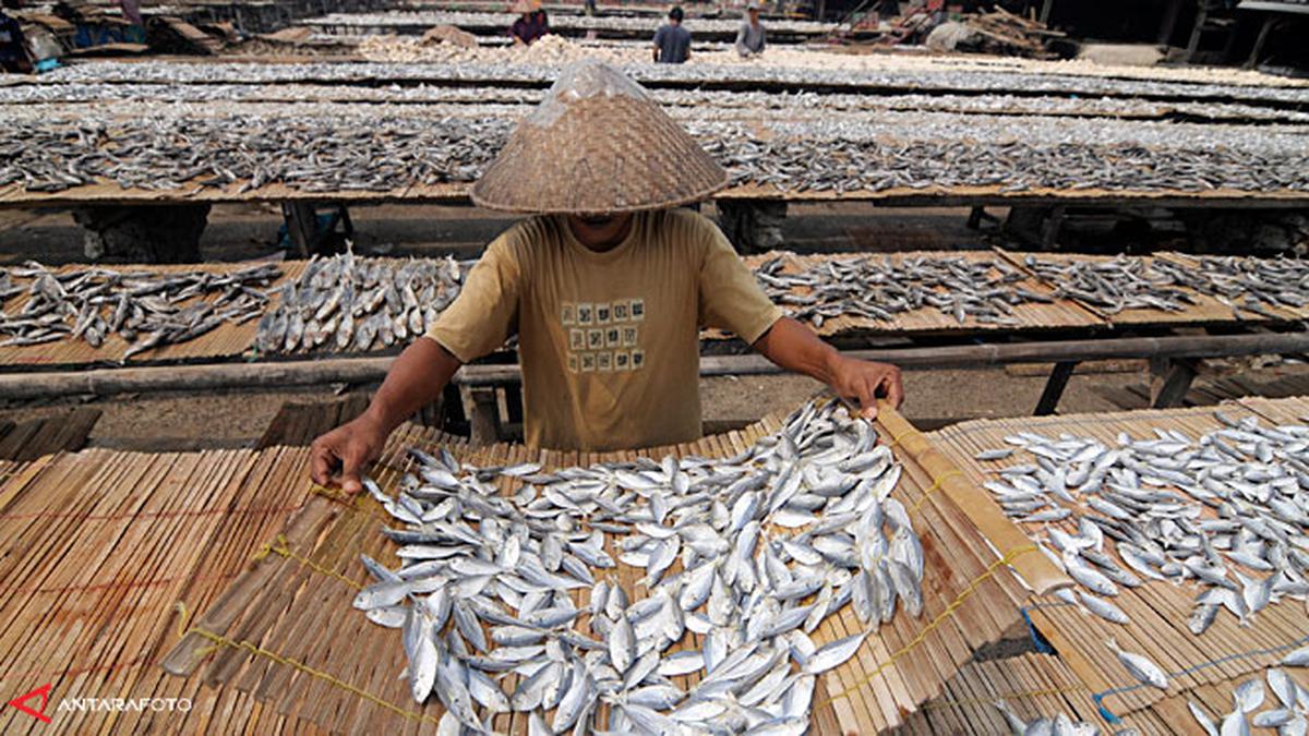 Meski Sembako Naik, Harga Ikan Asin dan Cumi Di Garut Stabil - Ramadan ...