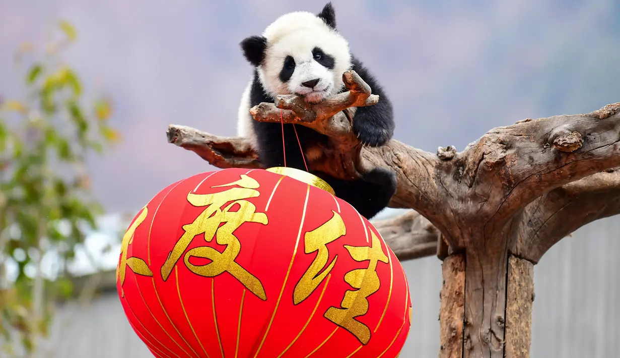 FOTO: Tingkah Lucu Panda di China Sambut Imlek - Page 1 - Foto Liputan6.com