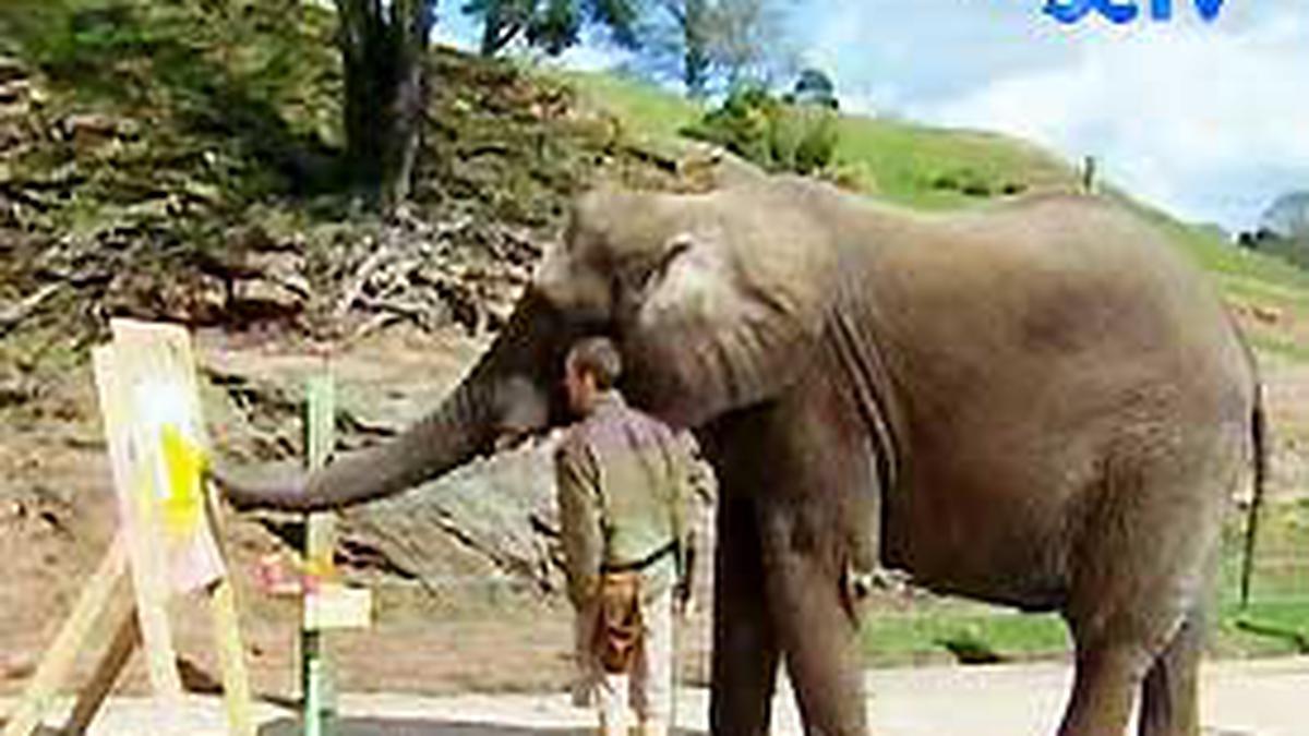 Five, Gajah yang Pintar Melukis - Global Liputan6.com