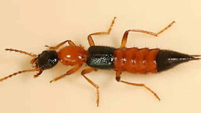 Bahaya Semut Charlie, Berikut Fakta dan Cara Penanganannya - Hot ...
