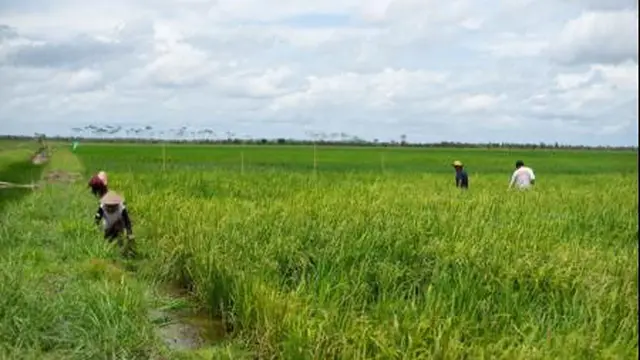 Food Estate Adalah Konsep Pengembangan Pertanian, Ketahui Tujuan dan ...