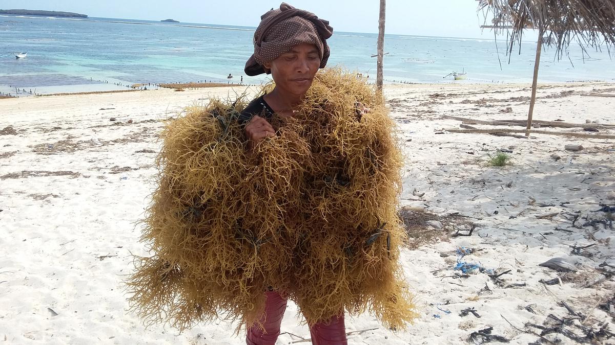 Kisah Petani Rumput Laut Lombok Menjemput Kaya - News Liputan6.com