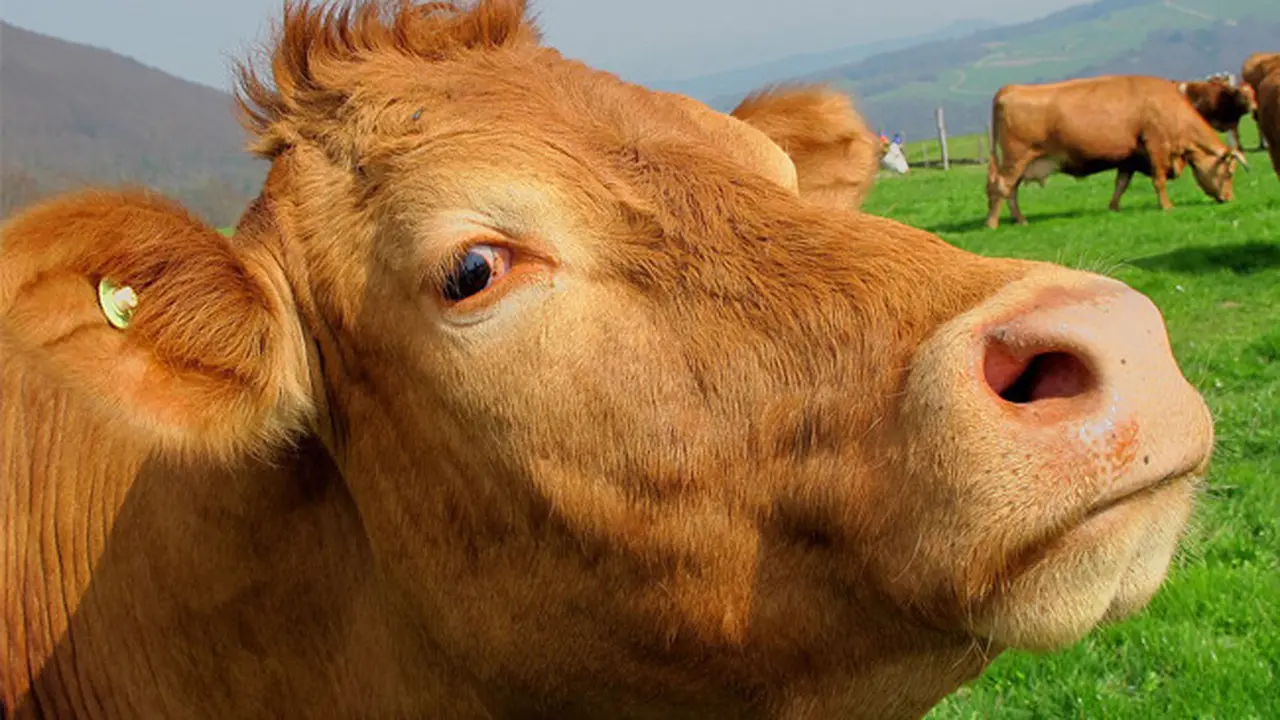 Daftar Harga Sapi 1 Ekor 2024, Lengkap Panduan Memilihnya Agar Tidak ...