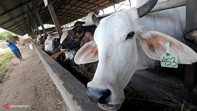 Sapi Asal Australia Dites Kesehatan Dulu Sebelum Masuk RI - Bisnis ...