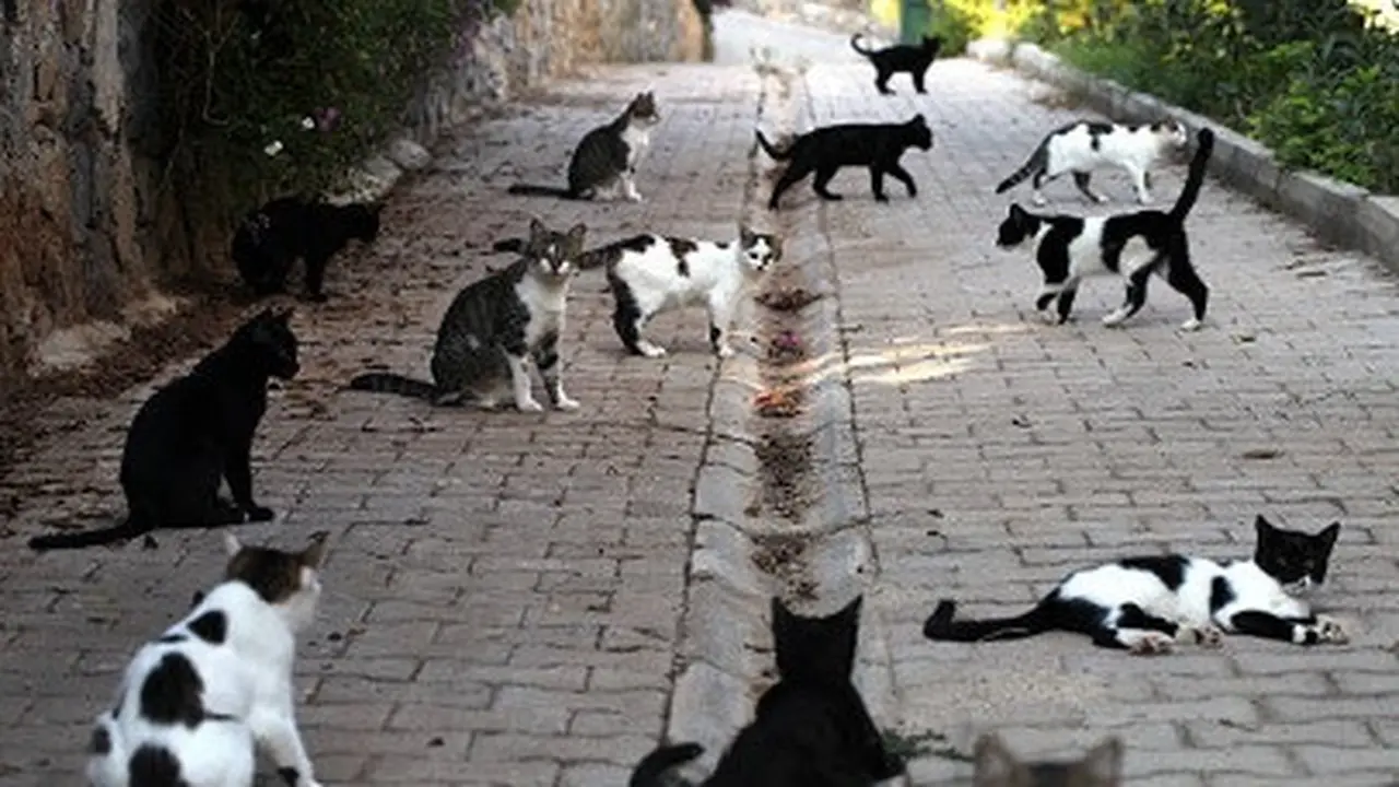 Tinggal di Jalanan Hingga Museum, Kota Ini Memiliki Jumlah Kucing ...