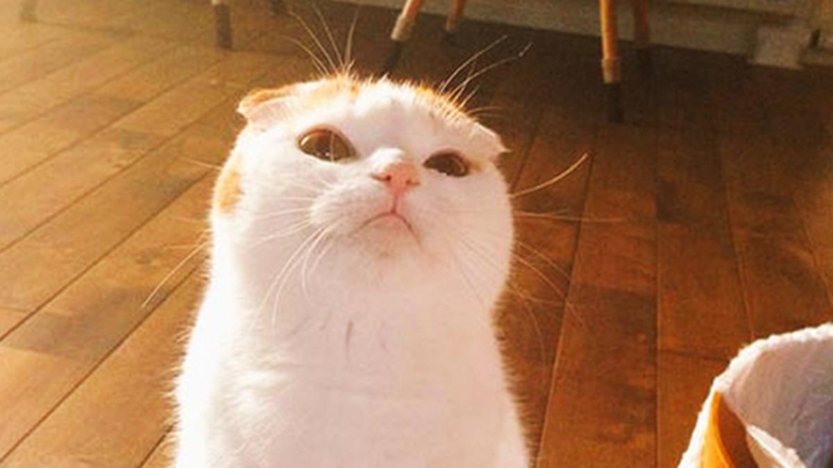 Sesuai Namanya, Kucing Tororo Buktikan Tubuhnya Lentur dan Fleksibel ...
