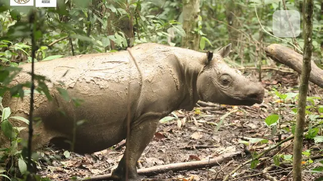 Penantian Panjang Badak Pahu Menunggu Jodoh - Regional Liputan6.com
