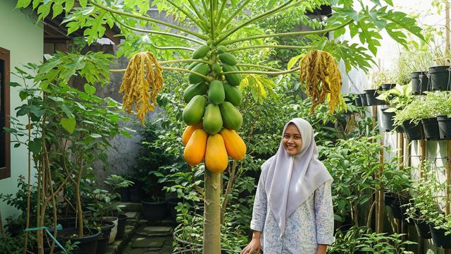 6 Jenis Tanaman Buah Mini di Rumah, Wujudkan Kebun Impian di Lahan Terbatas