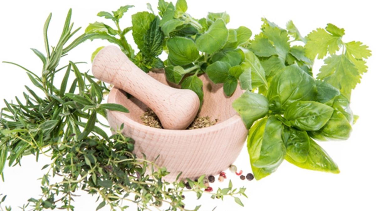 Tips Mengeringkan Daun Herbal Bumbu Dapur Dengan Microwave