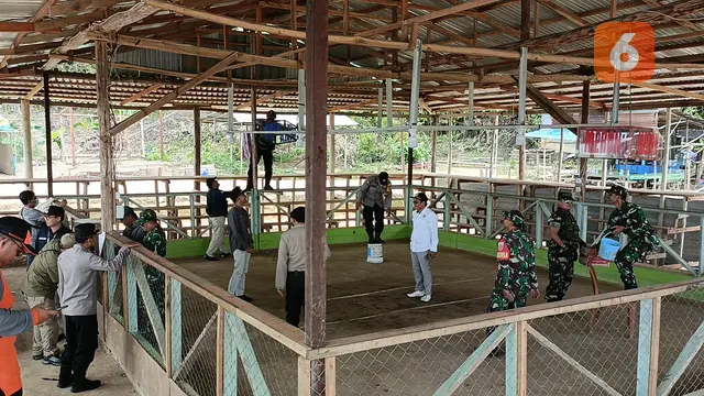 Mengapa Sabung Ayam Dilarang di Indonesia? Simak Alasannya - Bisnis ...