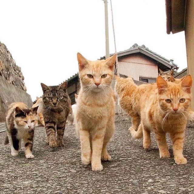 6 Potret Komplotan Kucing Ini Bak Geng Penguasa Wilayah, Berwajah ...