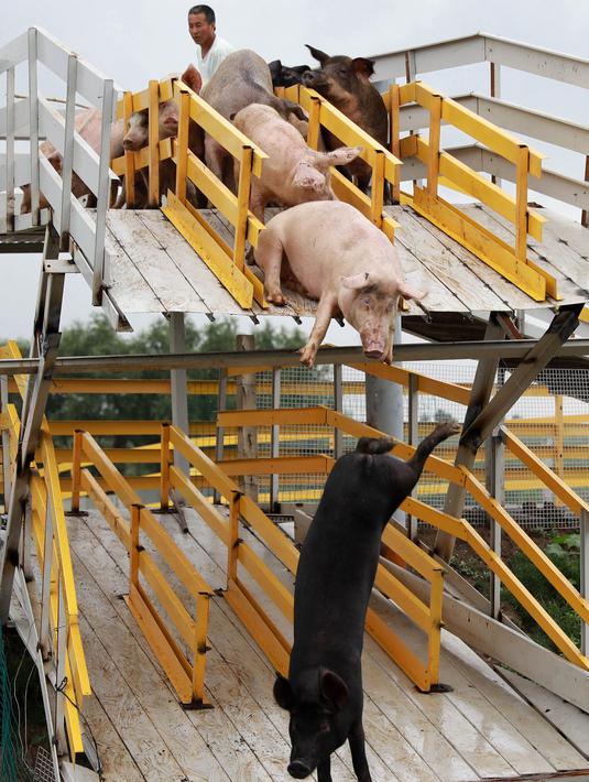 PHOTO: Demi Daging Berkualitas, Peternak Babi di Tiongkok Lakukan Cara ...