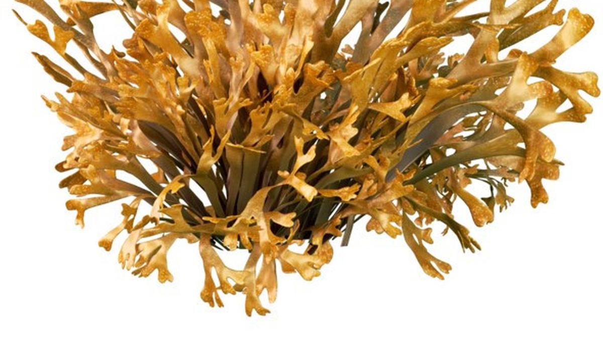 Jenis Protista yang Mirip Tumbuhan Adalah Ganggang atau Alga, Ini 6 di ...