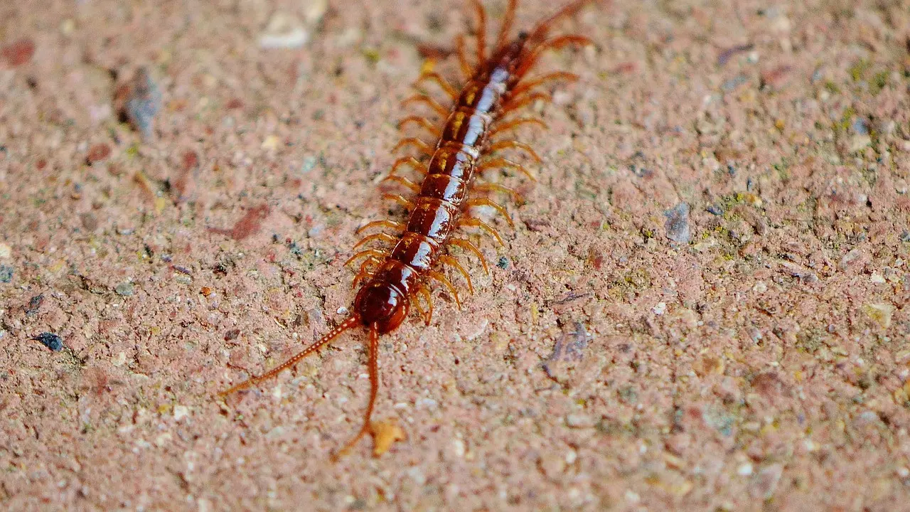 15 Contoh Hewan Ovipar yang Ada di Dunia, Ketahui Penjelasannya - Hot ...