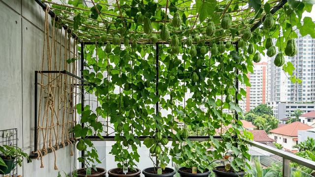 5 Inspirasi Kebun Labu Siam Gantung yang Estetik dan Produktif di Rumah