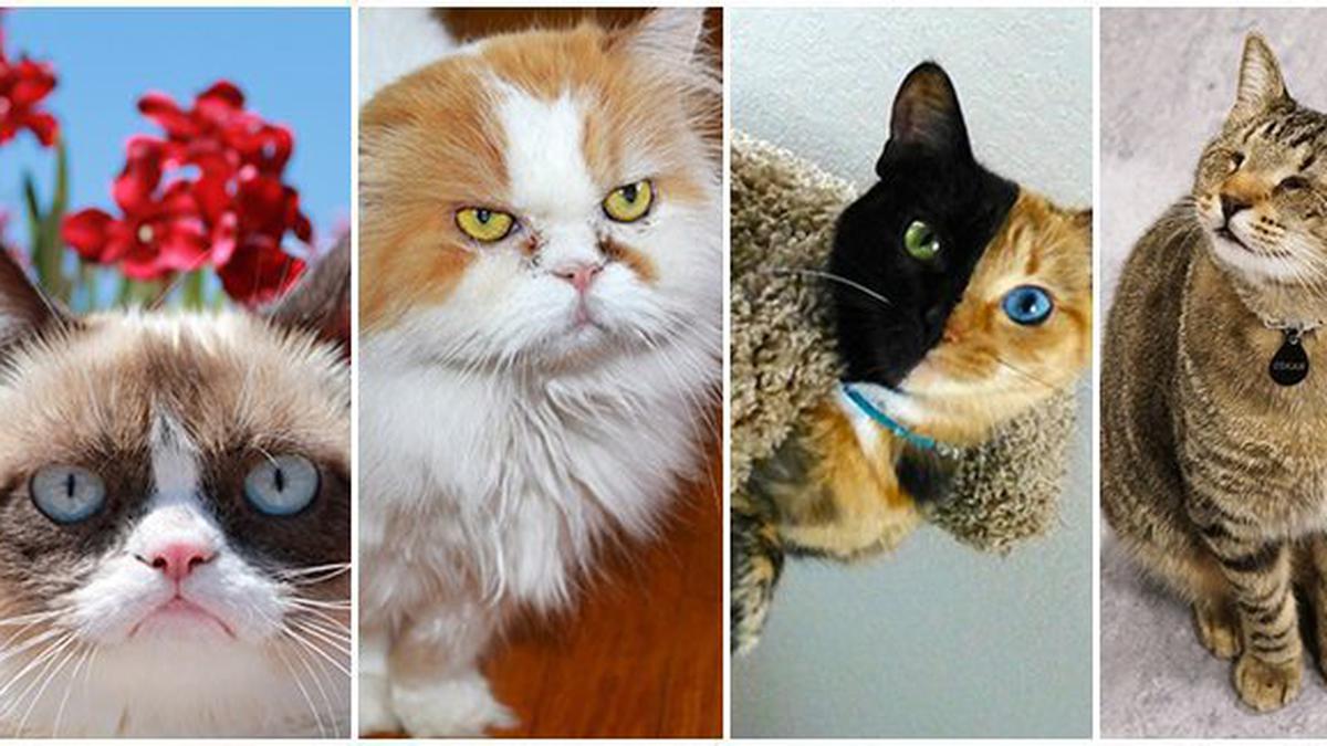 4 Kucing Fenomenal yang Mengguncang Internet - Lifestyle Fimela.com