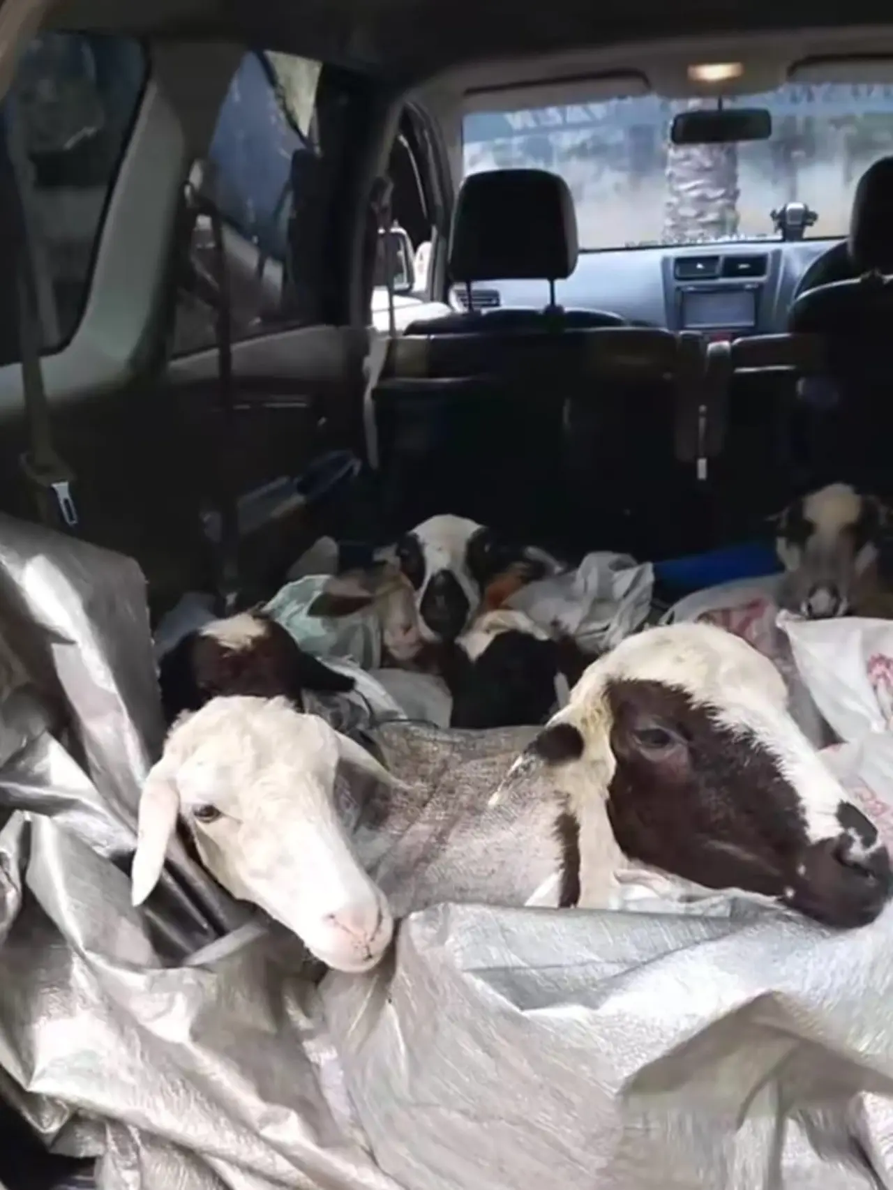 6 Potret Angkut Hewan Kurban Kocak Tapi Kreatif, Sapi dan Kambing Tetap ...