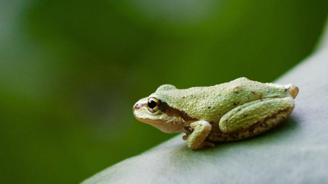 9 Ciri-Ciri Amphibia yang Wajib Diketahui, Beserta Pengertian dan ...