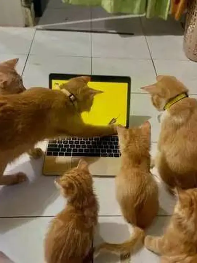 7 Potret Kocak Kucing saat Kumpul Bareng Ini Bikin Meringis, Gemas ...