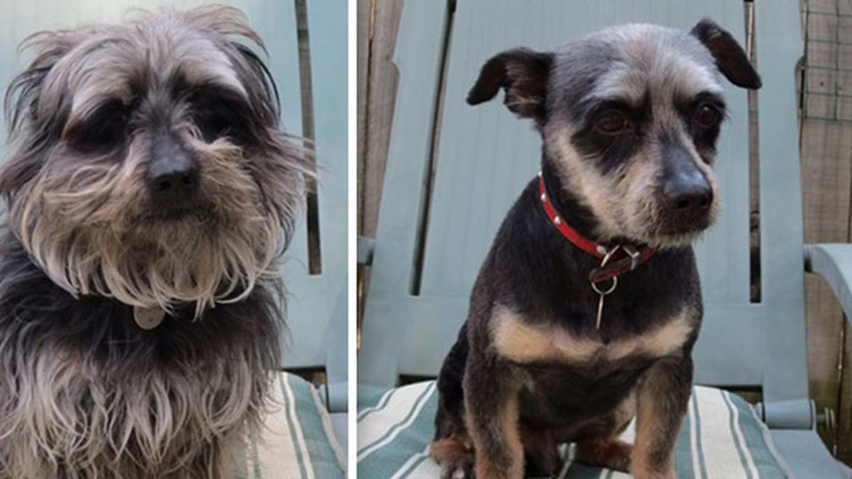 10 Foto Before After Anjing Potong Rambut: Cute dan Bikin Gemas - Photo ...