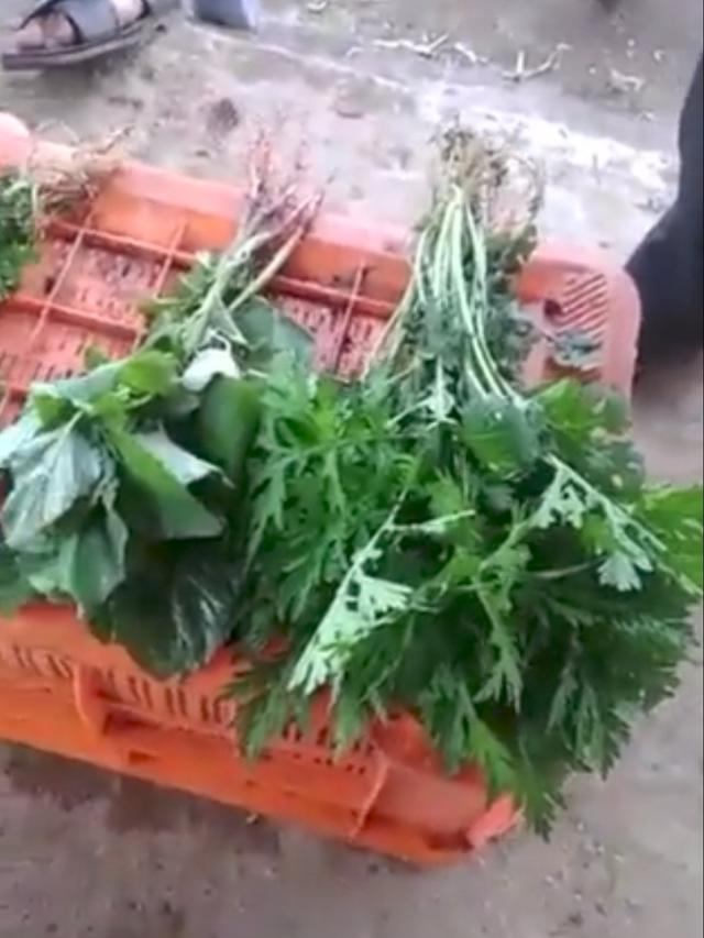 Sayuran Layu Dicelup Cairan Misterius Ini Jadi Segar Kembali, Bikin Was ...