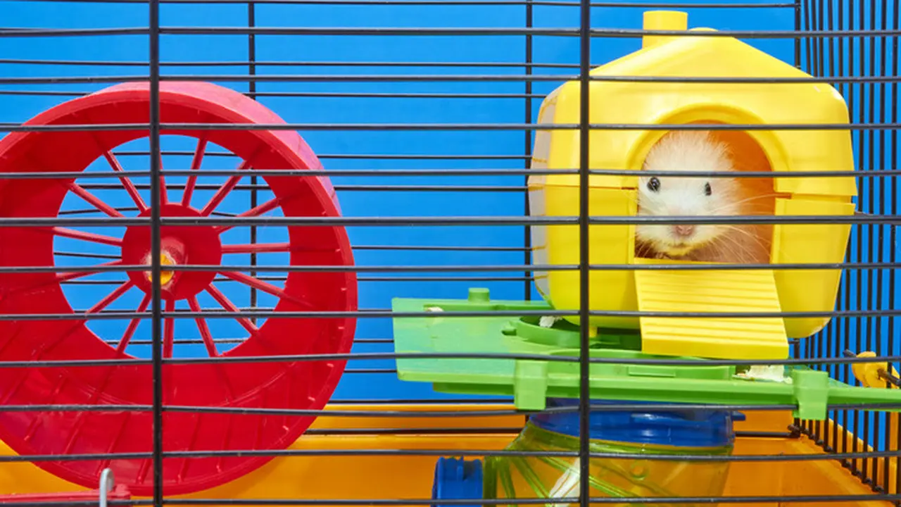 Jenis Hamster Langka dan Harganya, Bisa Jadi Referensi Hewan Peliharaan ...