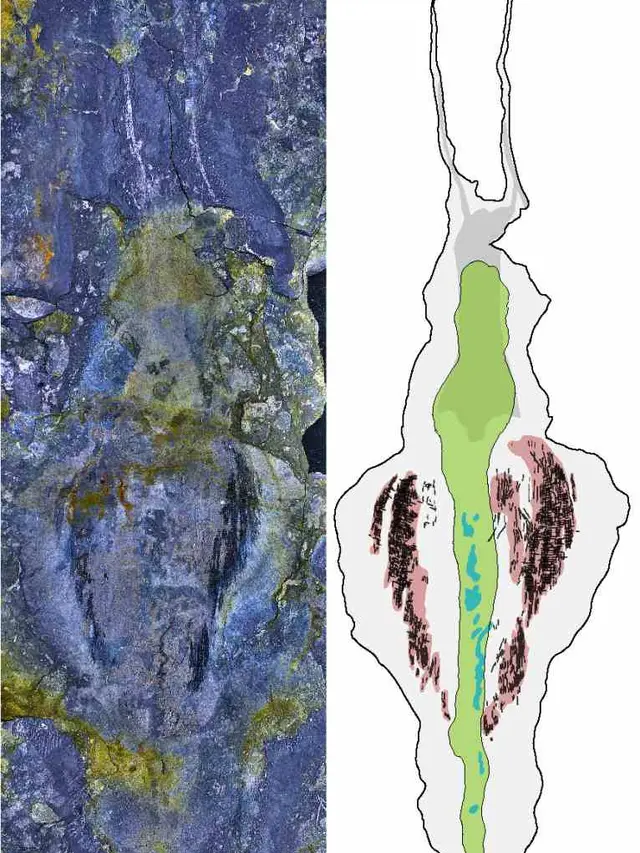 Penemuan Fosil Cacing Raksasa di Greenland Utara, Predator Purba yang ...