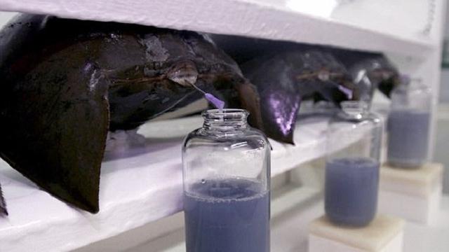 Mengenal Kepiting Tapal Kuda, Hewan Purba dengan Darah Biru yang Dilindungi