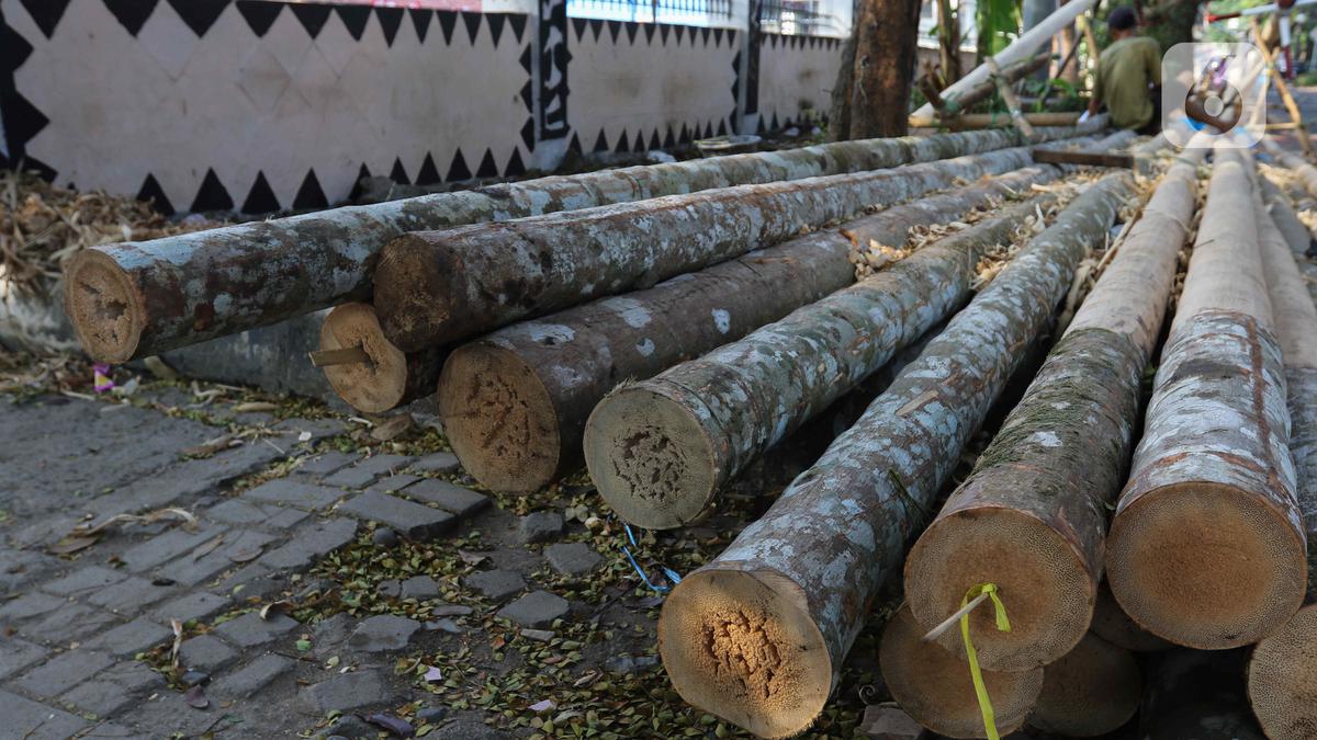 Mendulang Cuan dari Jual Pohon Pinang Jelang HUT RI - Foto Liputan6.com