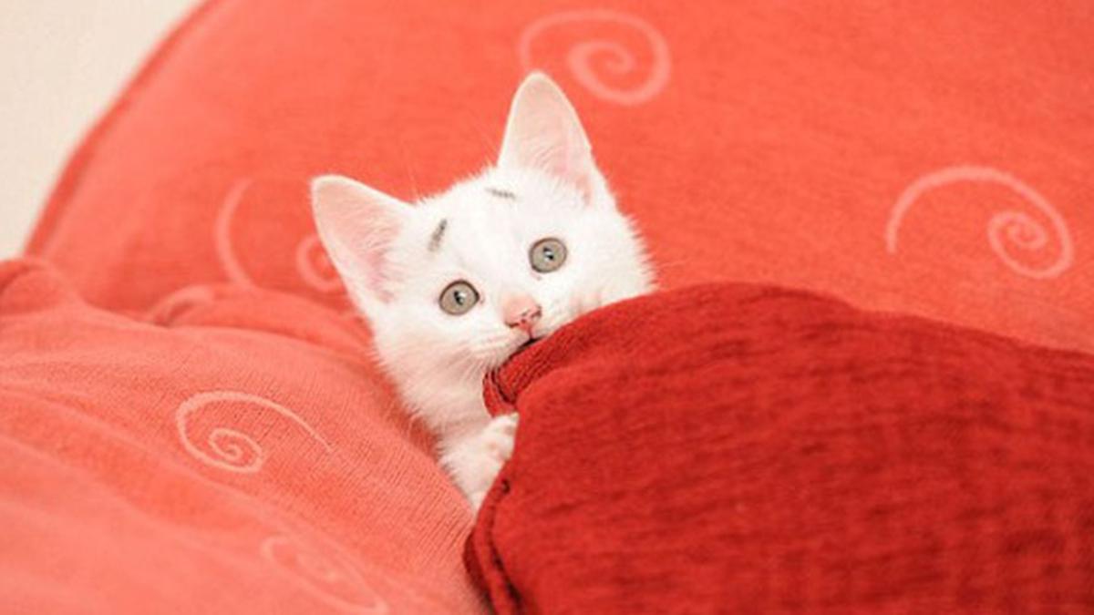 Punya Alis: Kucing Lucu Bernama Gary Ini Selalu Tampak Khawatir - Photo ...