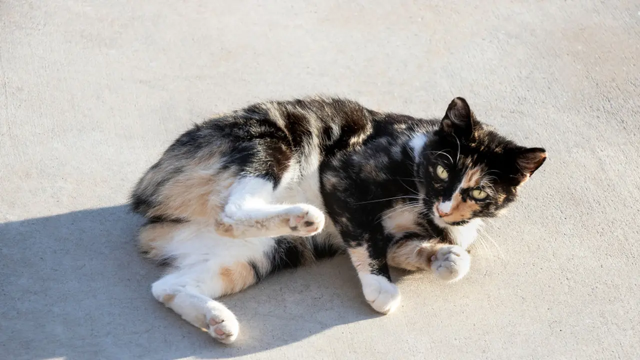 10 Jenis Kucing yang Mirip Anjing, Perhatikan Bentuk Fisiknya