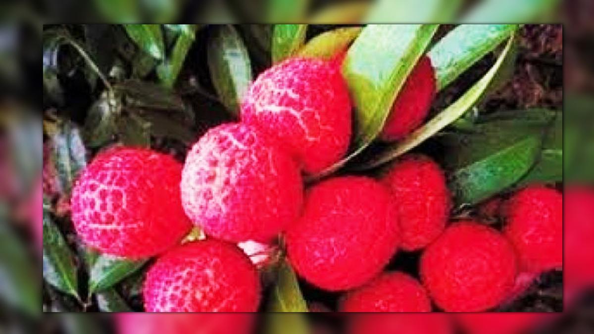 Leci Termahal Dunia yang Berusia 13 Abad - Lifestyle Liputan6.com