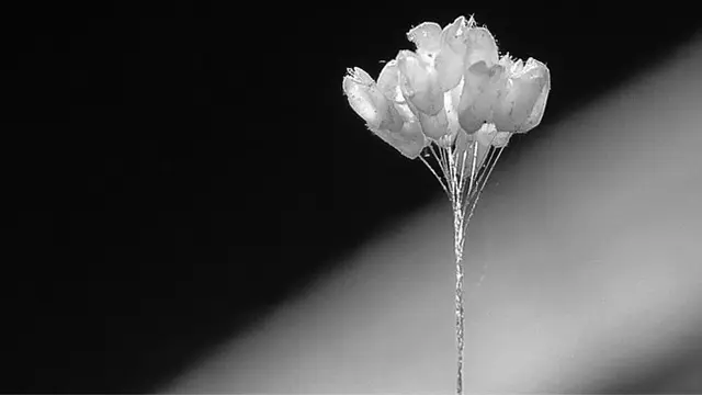 Langka, Bunga bak Kotoran Serangga Ini Diklaim Terkecil di Dunia ...