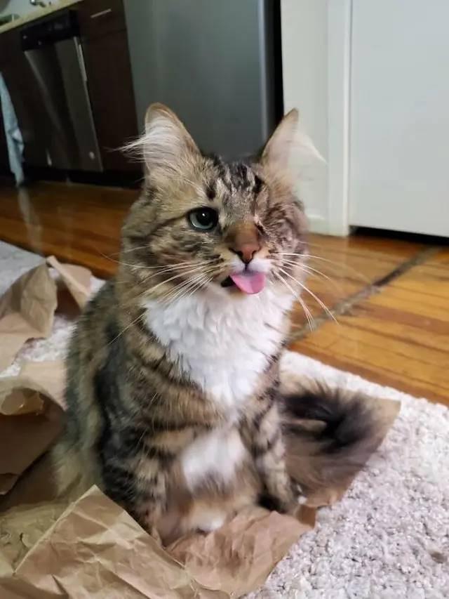 7 Foto Lucu Kucing Julurkan Lidahnya Ini Gemas Banget
