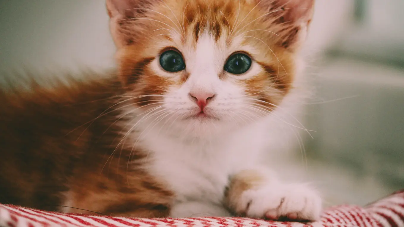 9 Penyebab Kucing Kurus yang Perlu Diwaspadai Beserta Cara Penanganannya