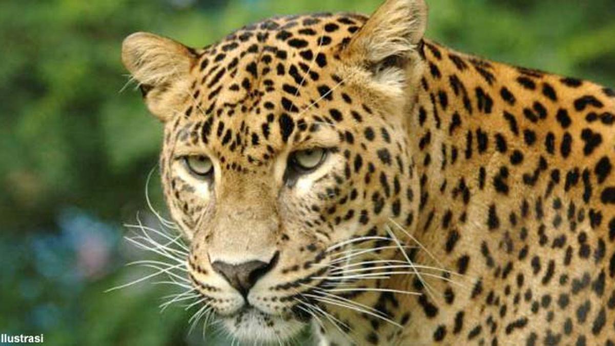 Waspada! Macan Gunung Merapi Diduga Turun Ke Pemukiman Warga - News ...