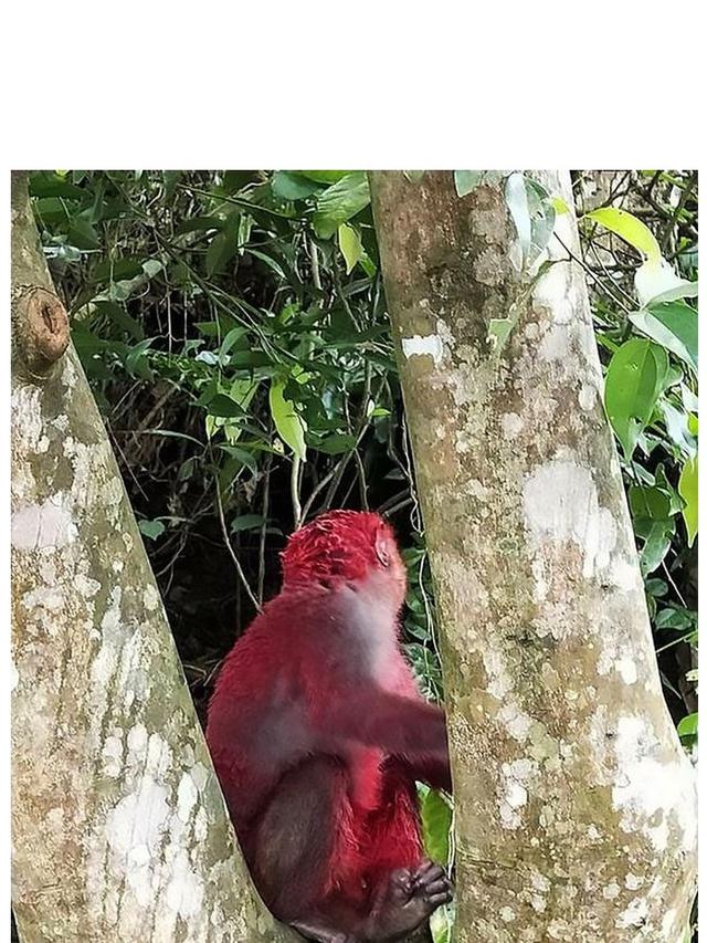 Kisah Pilu Monyet Berwarna Pink, Alami Trauma hingga Dijauhi Kawanannya ...