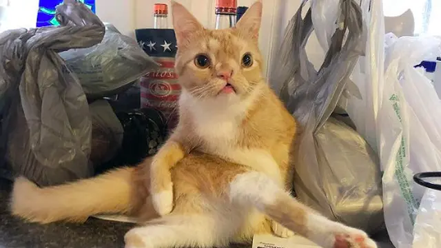 7 Foto-Foto Kucing Super Kocak, Banyak Gaya tapi Bikin Gemas - Citizen6 ...