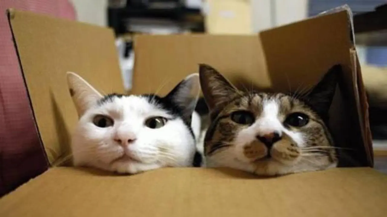 10 Tips Merawat Kucing yang Baik dan Benar untuk Pemula - Hot Liputan6.com