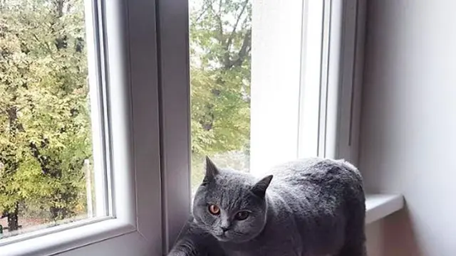 7 Foto-Foto Kucing Super Kocak, Banyak Gaya tapi Bikin Gemas - Citizen6 ...