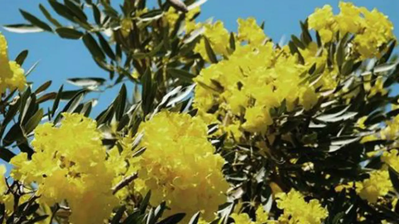 6 Potret Bunga Tabebuya Mulai Percantik Surabaya - Surabaya Liputan6.com