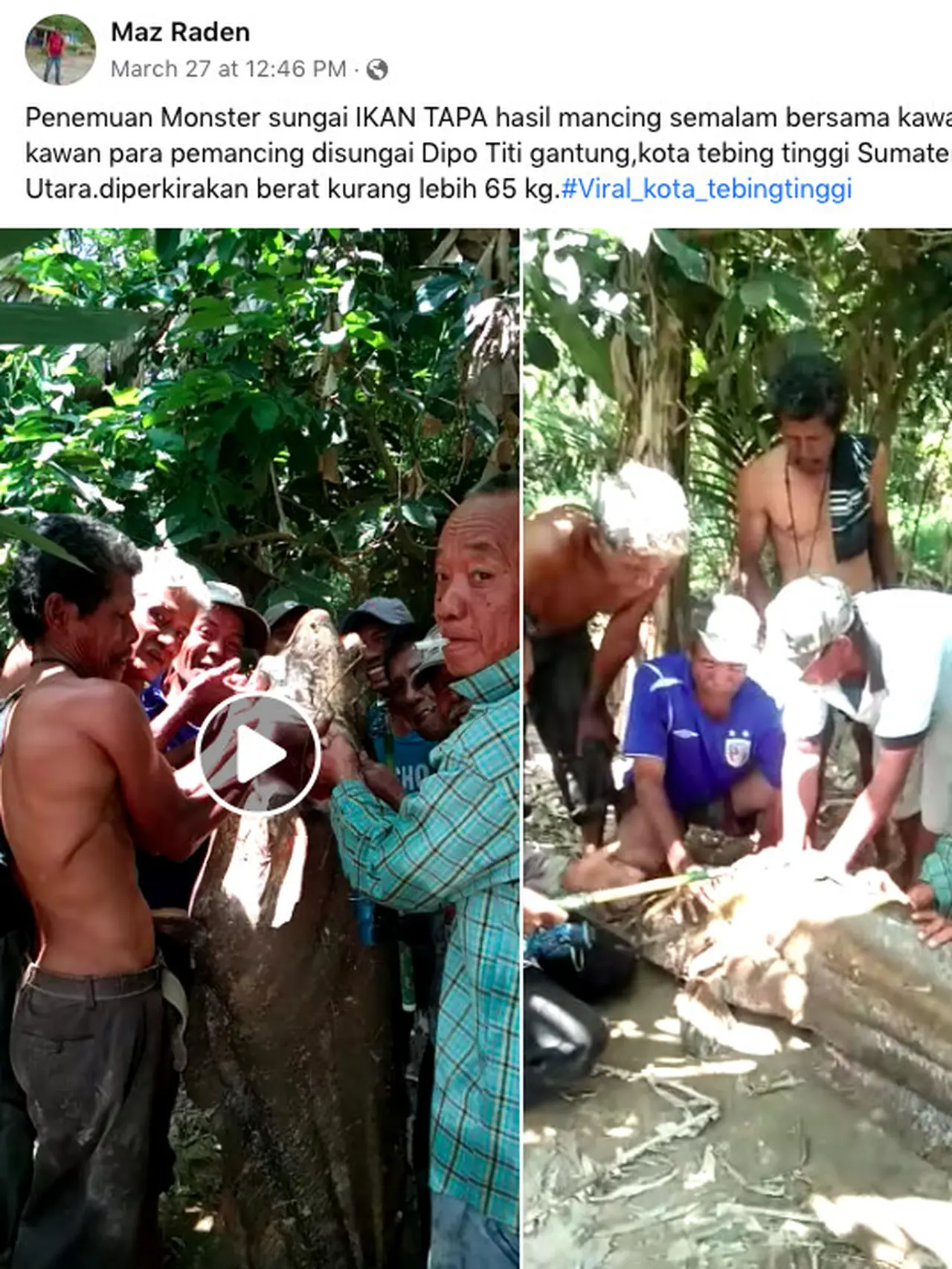 Viral Penemuan Ikan Tapah Raksasa Seberat 65 Kg di Sumatera Utara ...
