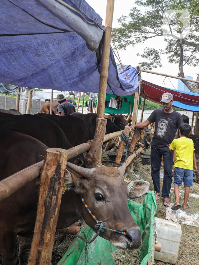Bapanas Putar Otak Jaga Pasokan Sapi Hidup Tak Kelebihan saat Idul Adha ...