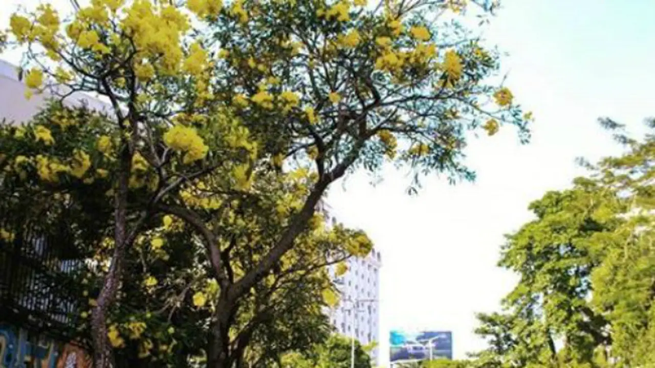 6 Potret Bunga Tabebuya Mulai Percantik Surabaya - Surabaya Liputan6.com