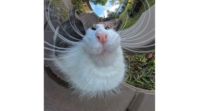 6 Potret Kucing saat Selfie Pakai Kamera 360 Derajat, Gayanya Jadi Konyol