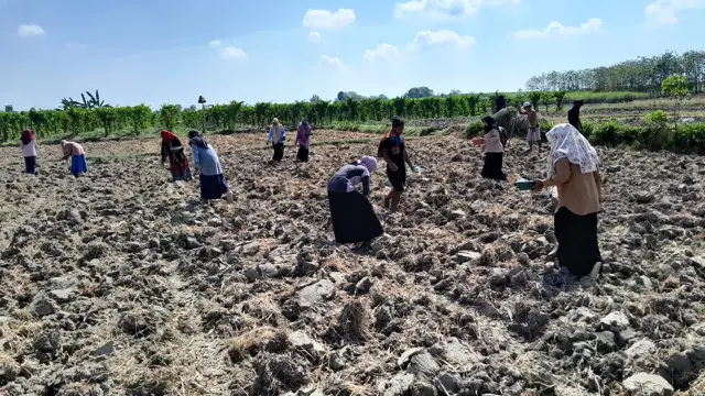 Kementan Beri Sertifikat P4S ke Program Literasi Petrokimia Gresik - Bisnis Liputan6.com