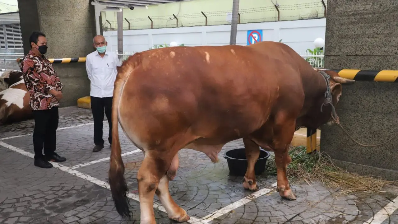 Jelang Idul Adha, Harga Sapi Limosin Tembus Rp 100 Juta - Bisnis Liputan6.com