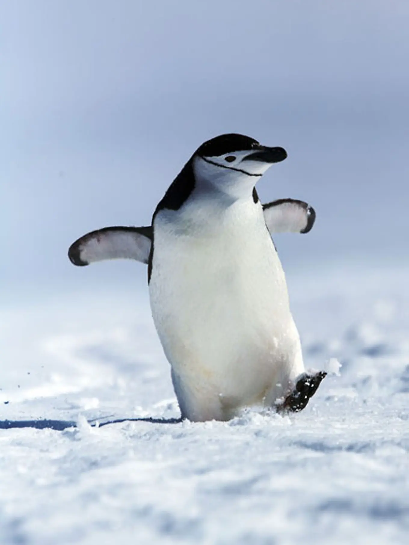 10 Fakta Penguin yang Jarang Diketahui Orang Banyak - Lifestyle Fimela.com