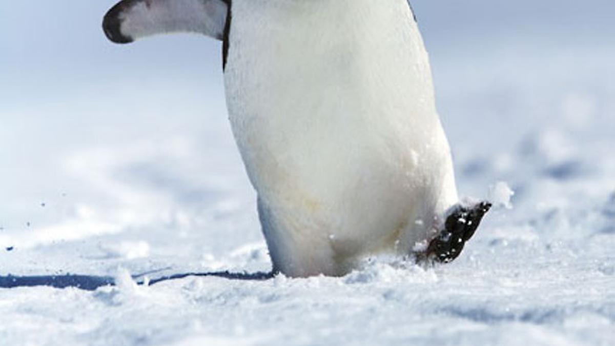 10 Fakta Penguin yang Jarang Diketahui Orang Banyak - Lifestyle Fimela.com